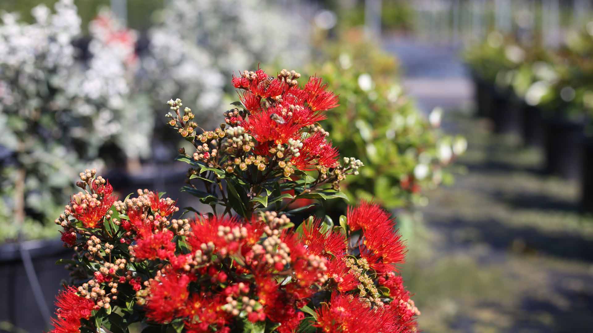 Natural Green Nursery – Your Local Horticulturalist