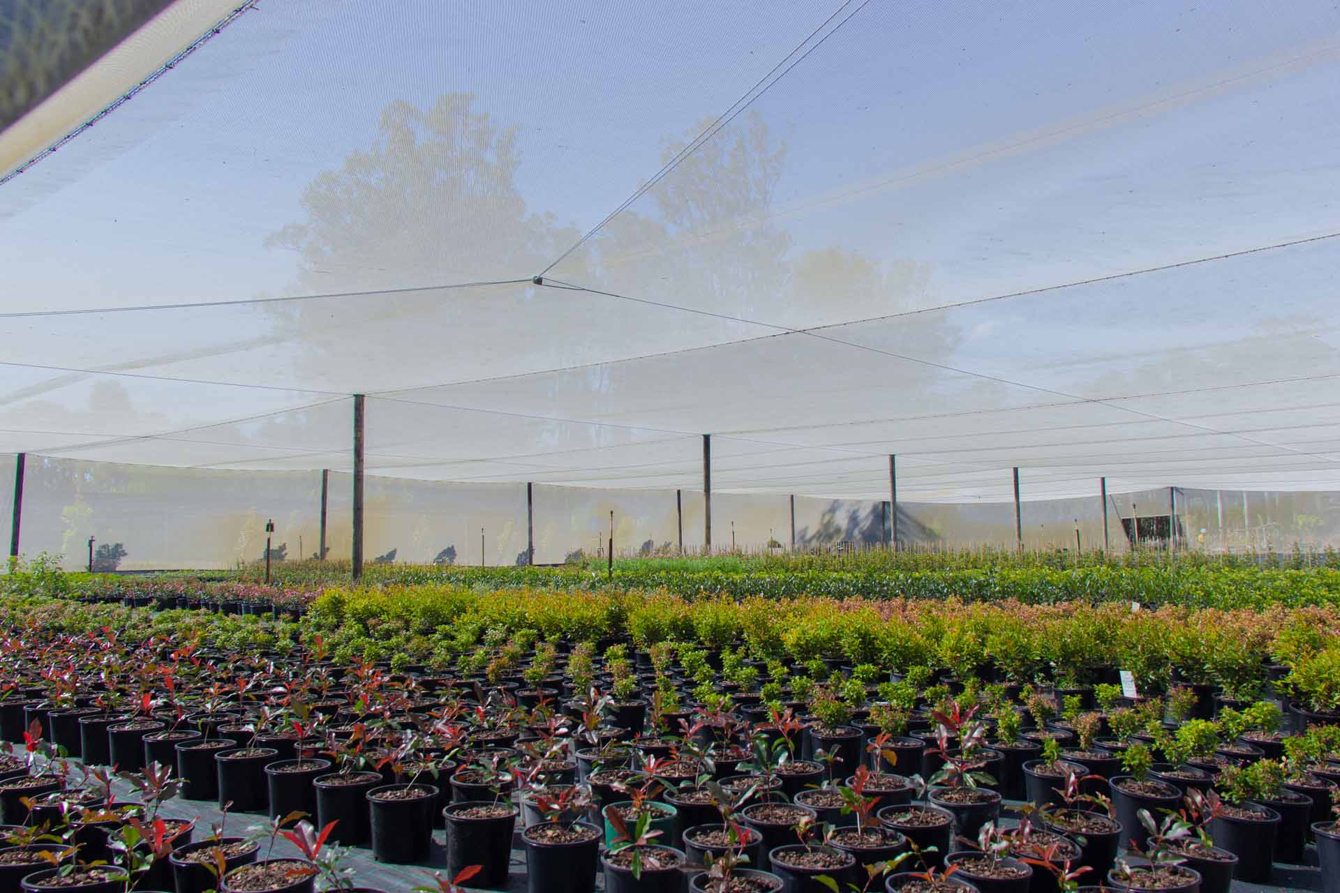January – Natural Green Nursery