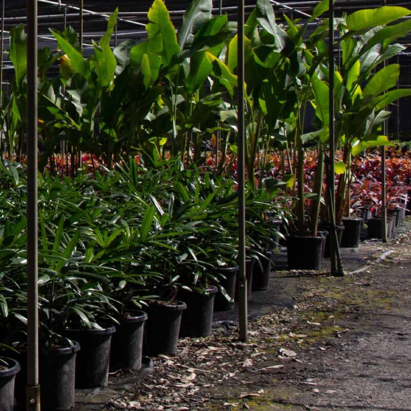 Natural Green Nursery – Your Local Horticulturalist